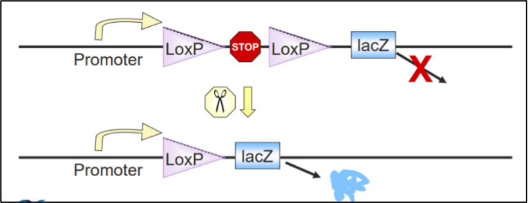 小鼠基础知识六:什么是 Cre-lox | 杰克森实验室 小鼠基础知识六:什么是 Cre-lox | 杰克森实验室